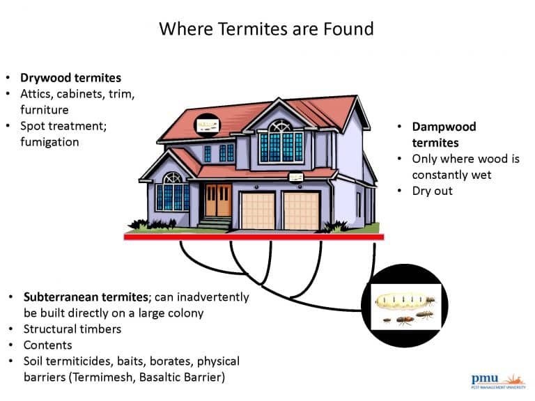 How to Get Rid of Subterranean Termites - Pests In The Home
