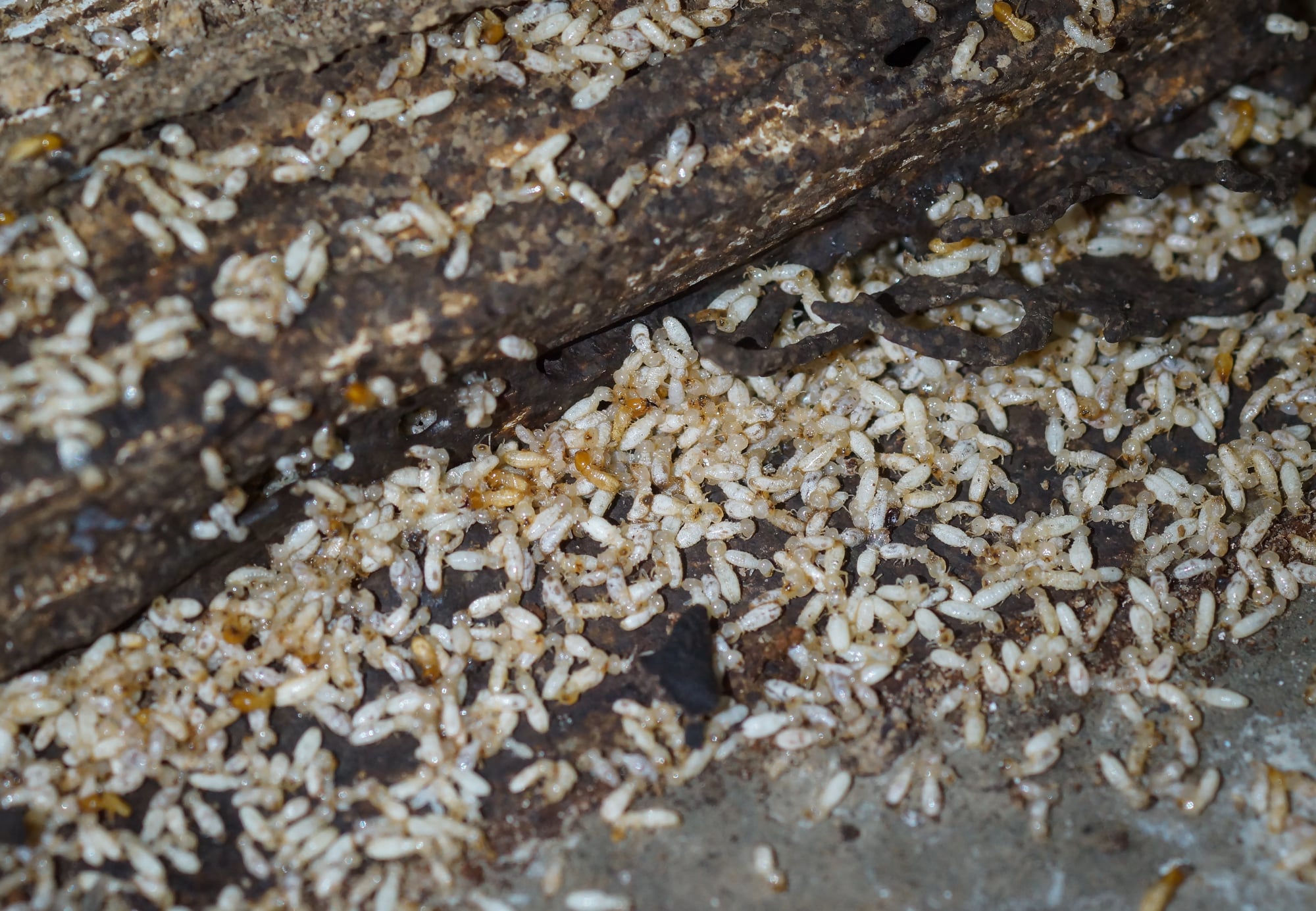 How to Get Rid of Subterranean Termites - Pests In The Home